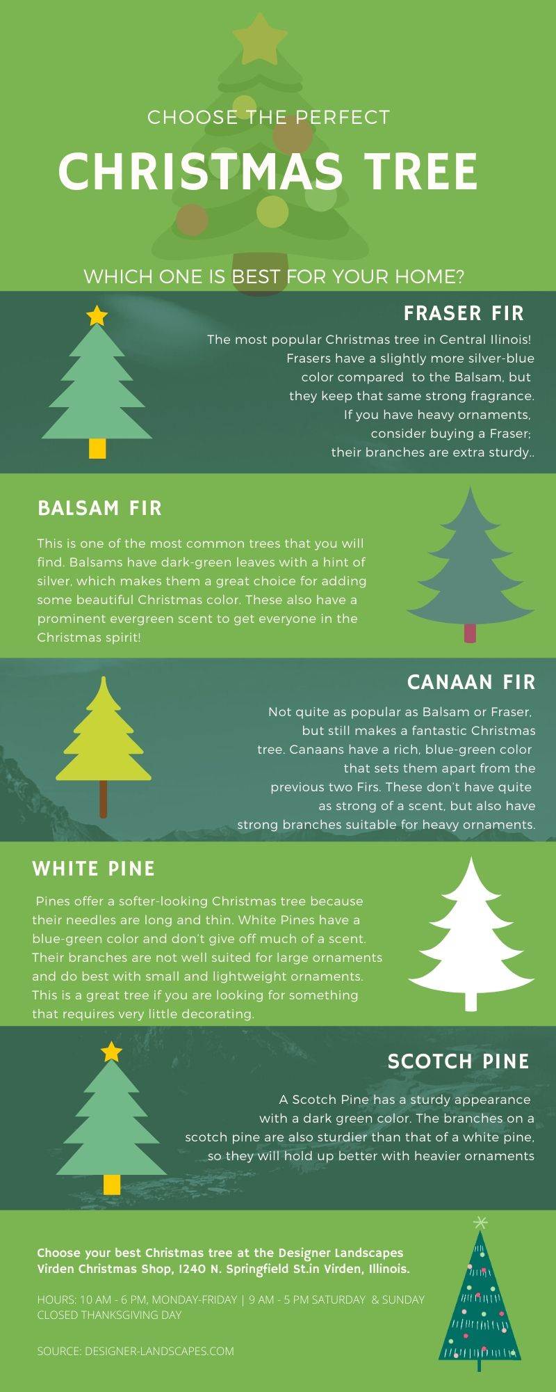 Which Christmas Tree Should You Buy? | Designer Landscapes