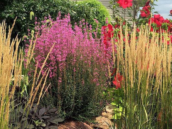 Top 10 Best Perennials for a Central Illinois Landscape | Designer ...