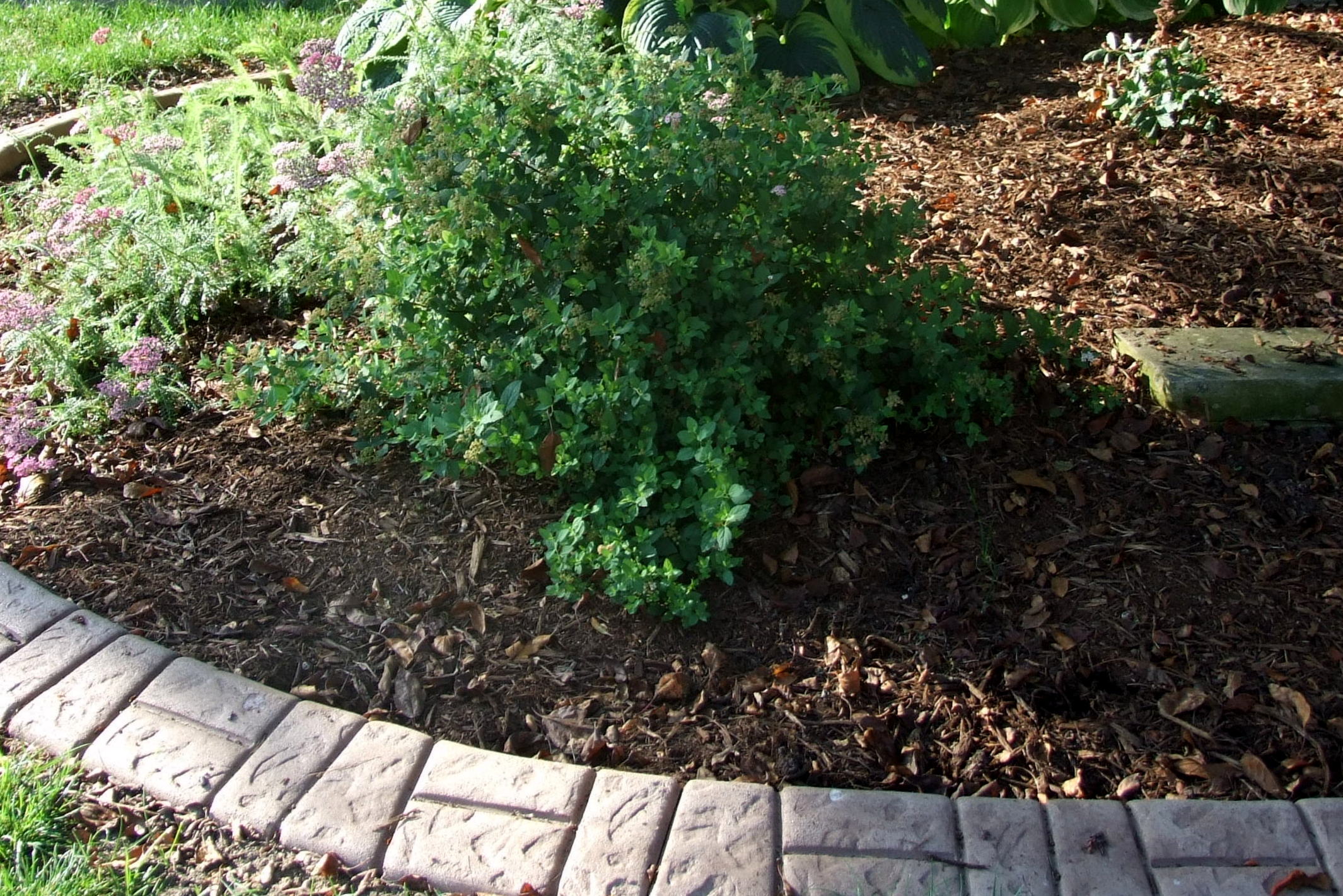 Concrete Edging Borders | Designer Landscapes