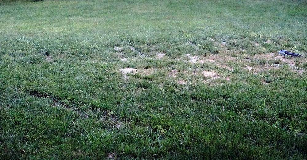 Summer Grass Turned Brown? Here's What to Do | Designer Landscapes